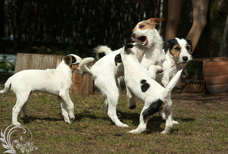 Wie lernen Hunde? – Parson Russell Terrier Informationsseite